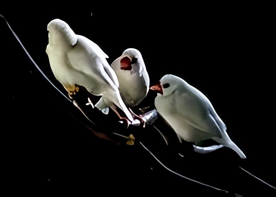 White Wen Bird, do you understand? - iNEWS