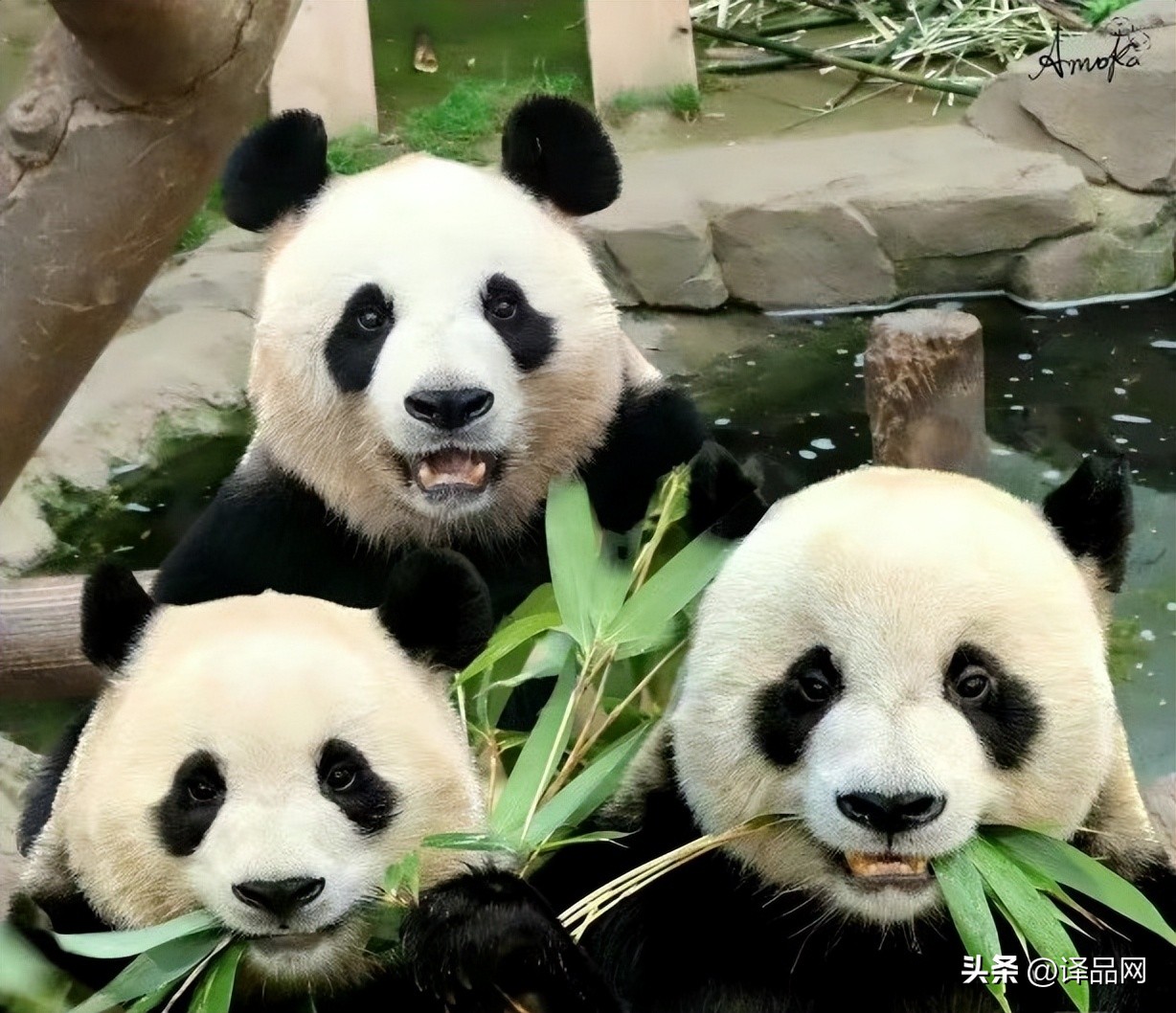 Giant panda "Aibao" in South Korea successfully gave birth to twin cubs - iNEWS