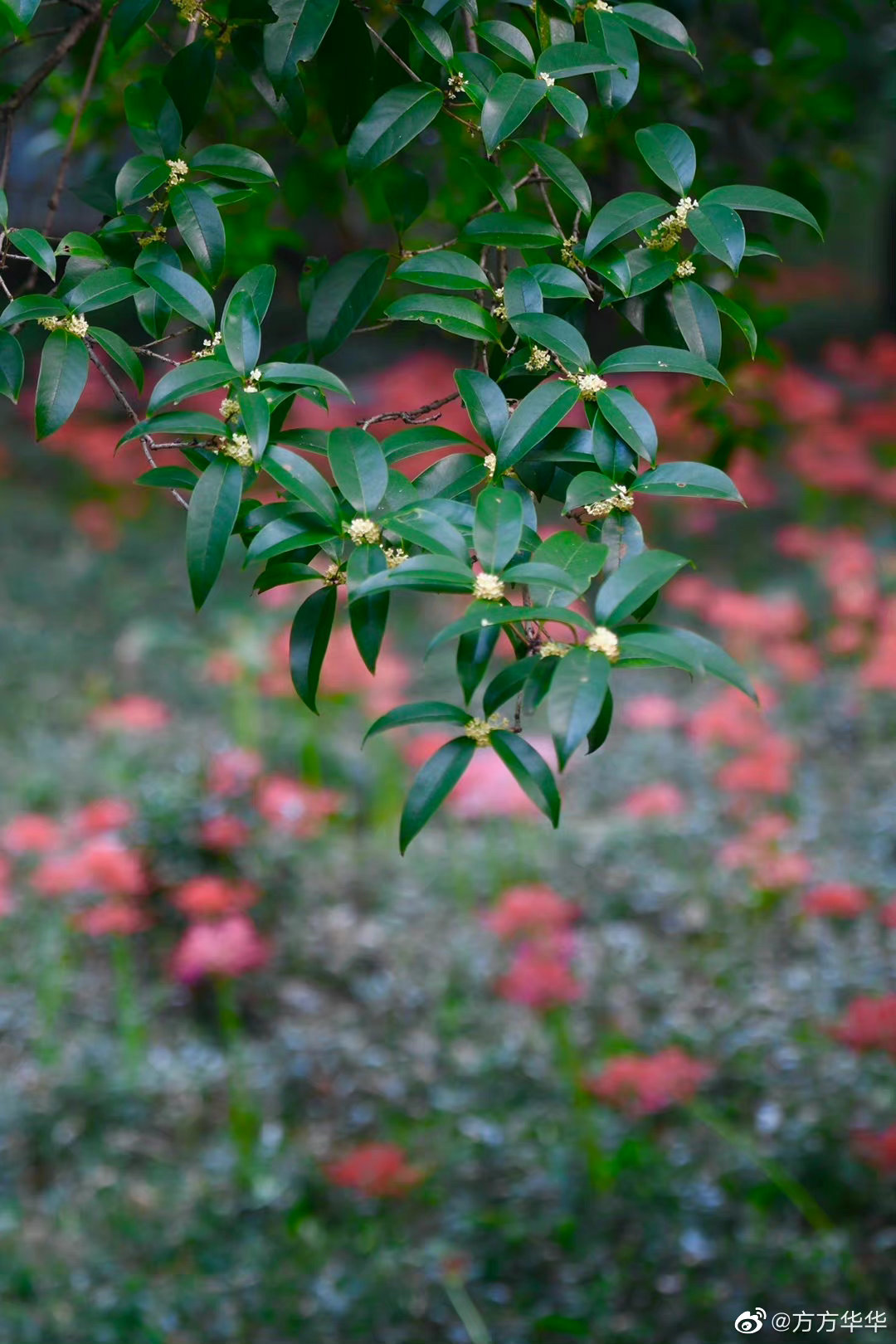 The sweet-scented osmanthus blooms in the garden; the flowers on the ...