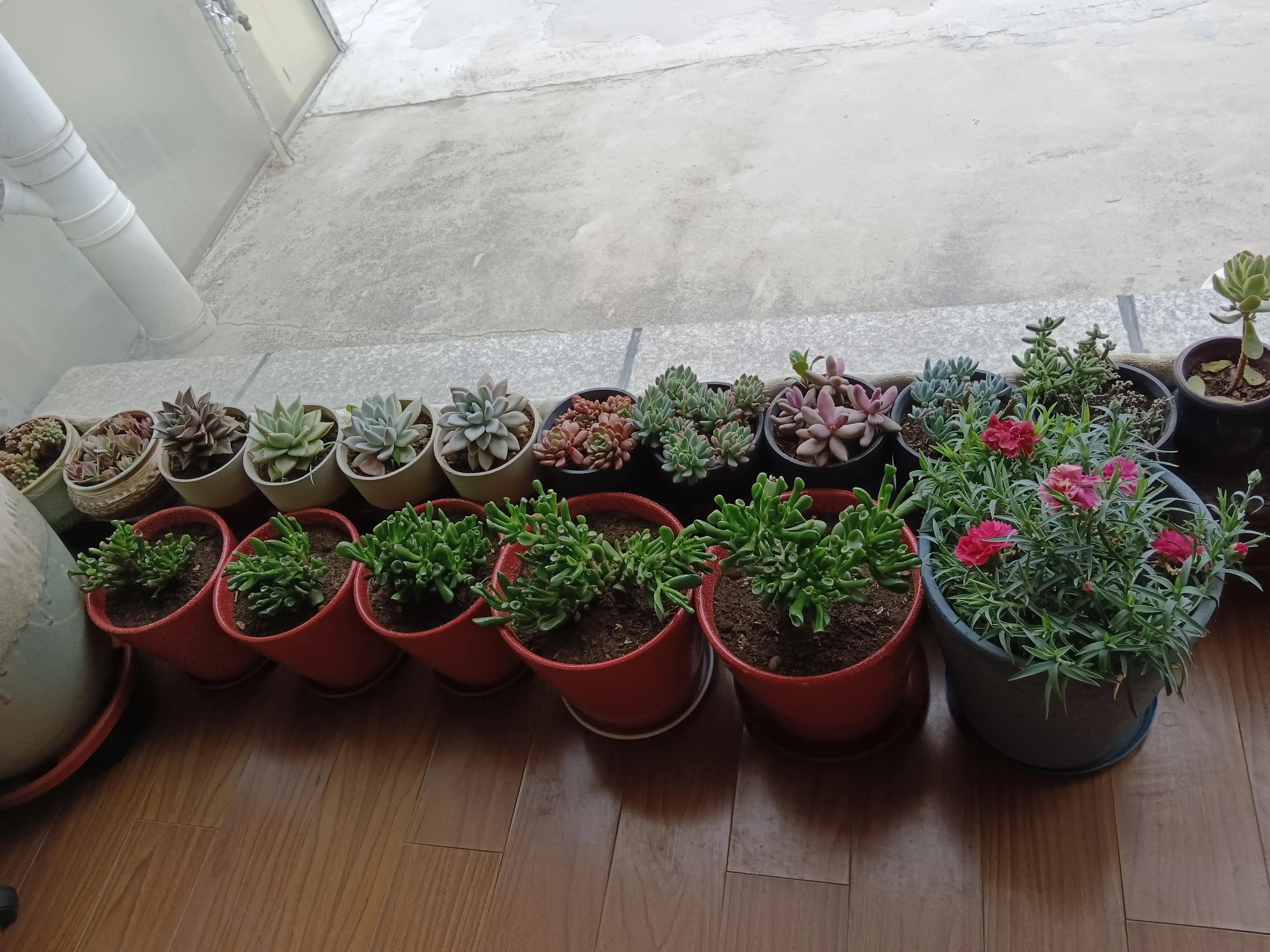 Character Flying Order - iMedia