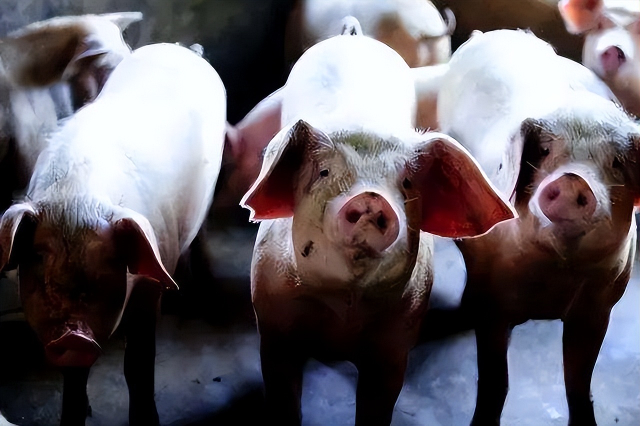 Don't fight anymore: when two pigs fight, there are peacemakers among ...