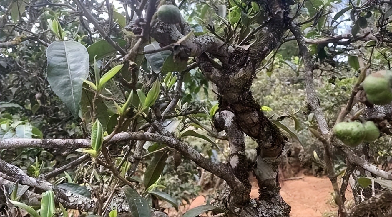 After drinking many kinds of tea, do you really know the tea tree? - iNEWS