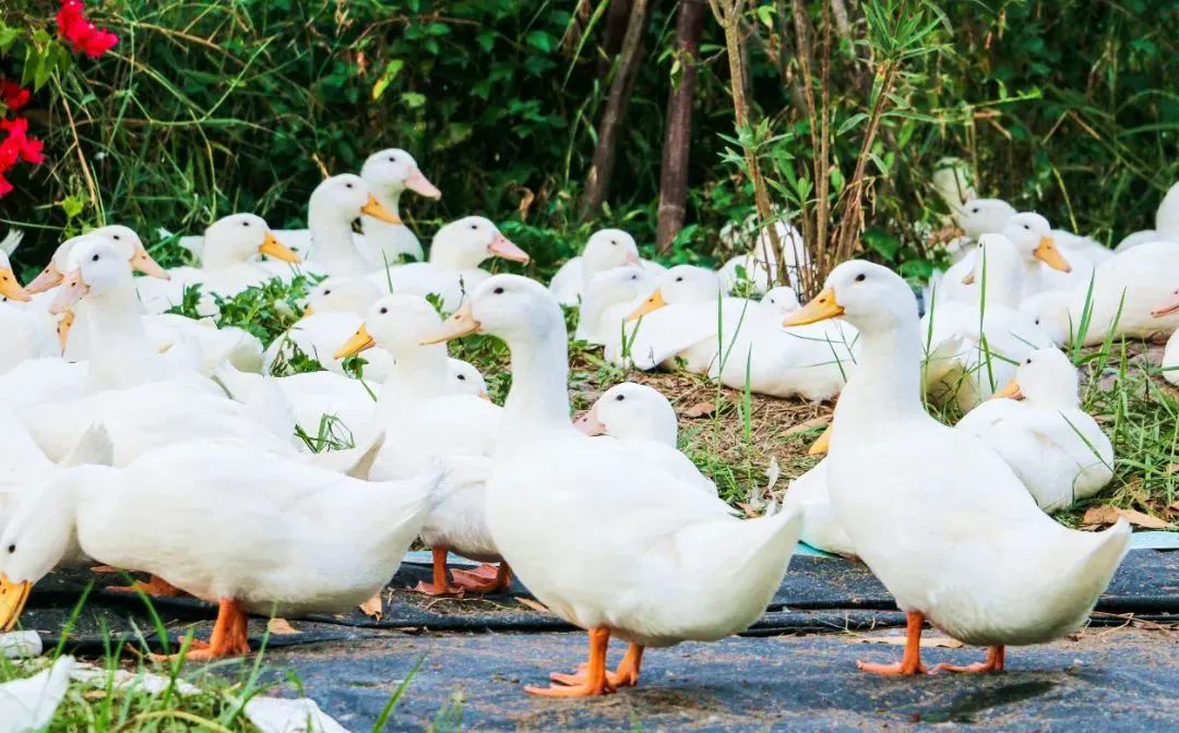 Quack quack... "soak" in hot springs, eat fish and shrimp! Po duck in ...