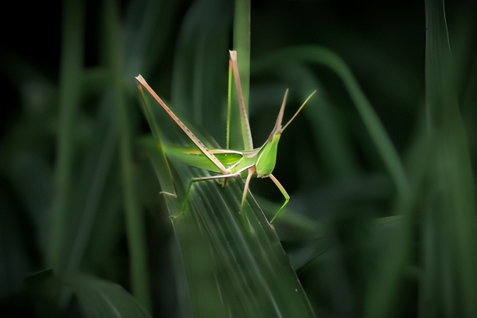 How did the 'grasshopper robot', new research in biomimicry, be ...