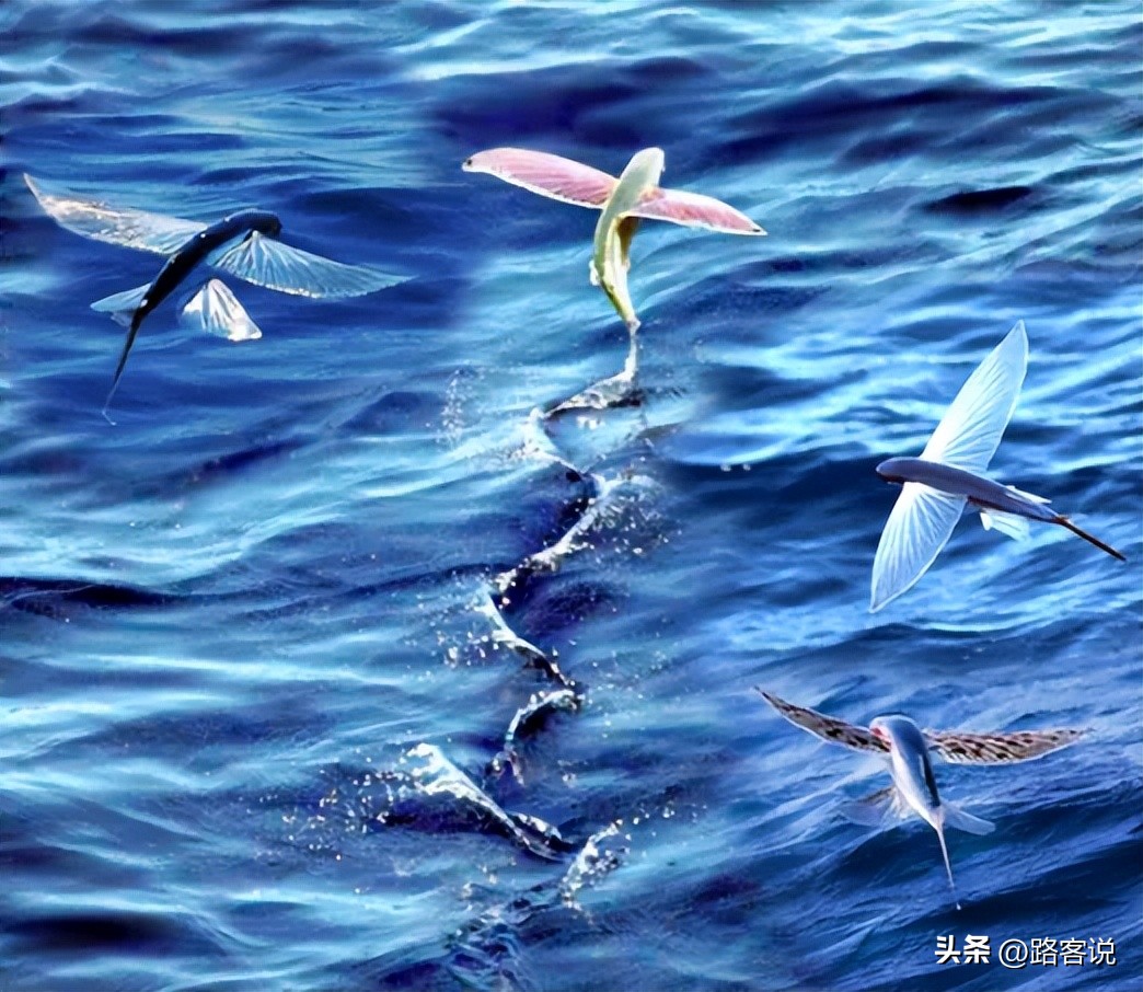 "The Classic of Mountains and Seas": The Lichfish of the Exotic Beast - The Real Flying Fish - iNEWS