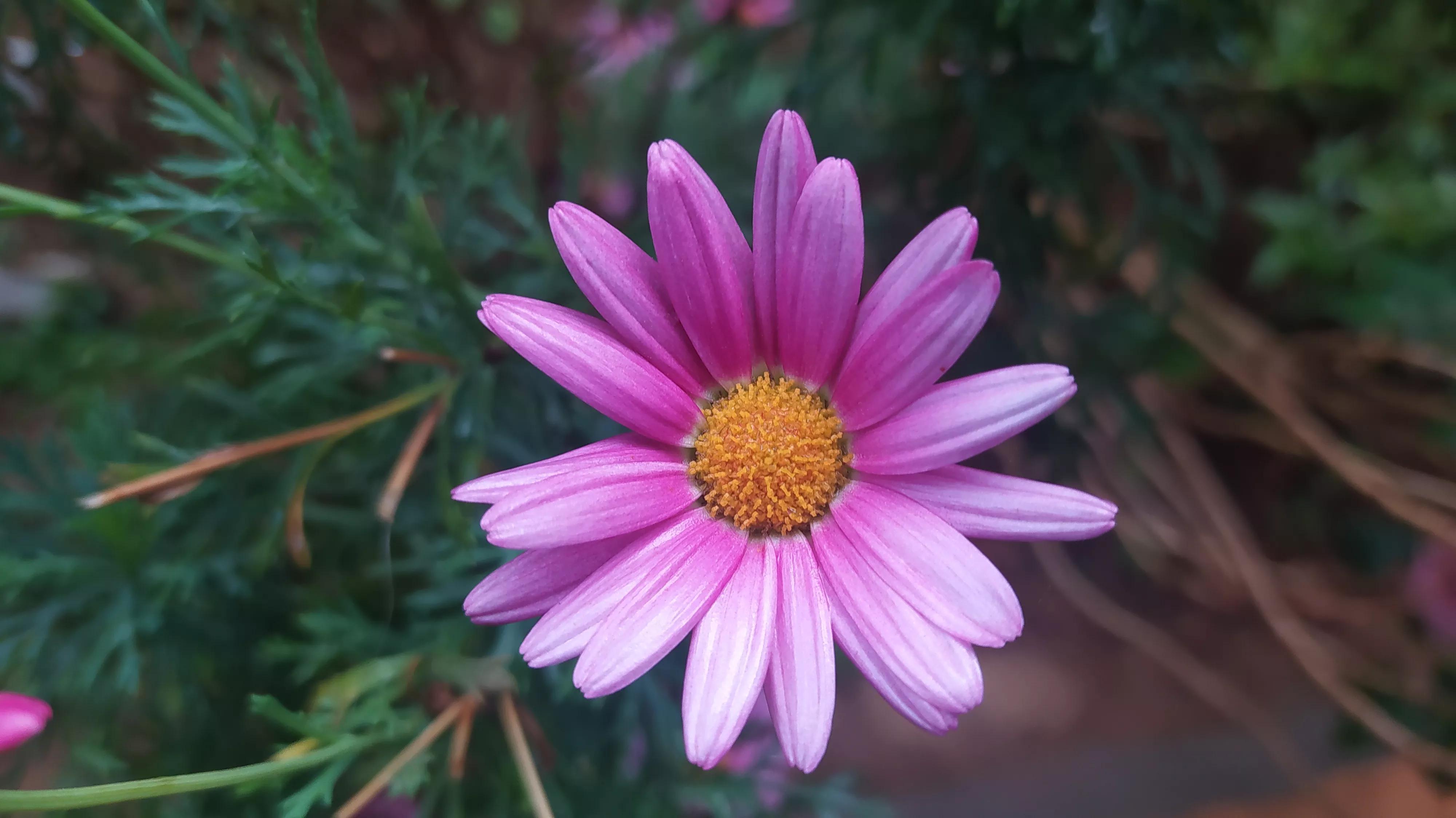 Twenty-four solar terms Lixia - iNEWS