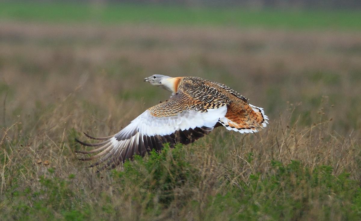Great bustard - the heaviest flying bird - iNEWS