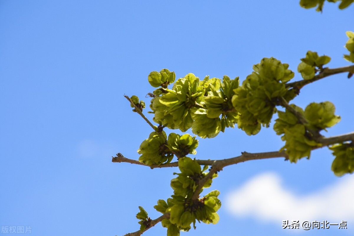 Yuqian is bitter and tired: How many people know about it and have eaten it? - iMedia