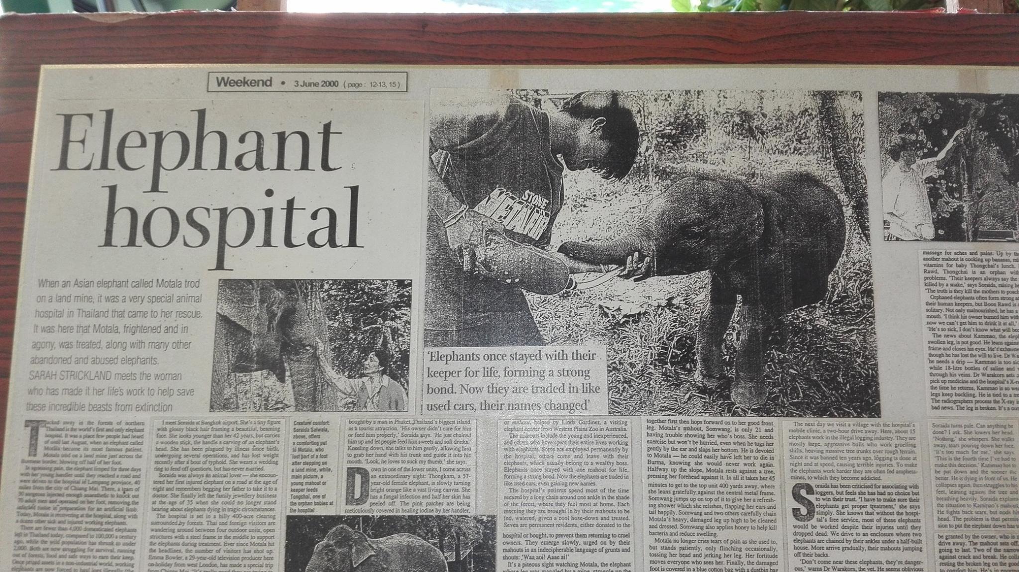 Elephants can survive after losing a leg, why should a horse have to ...