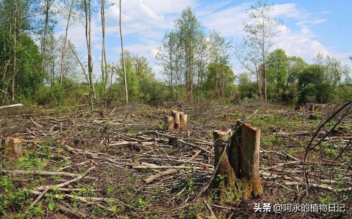 Why is it said that the natural world cannot be separated from plants ...