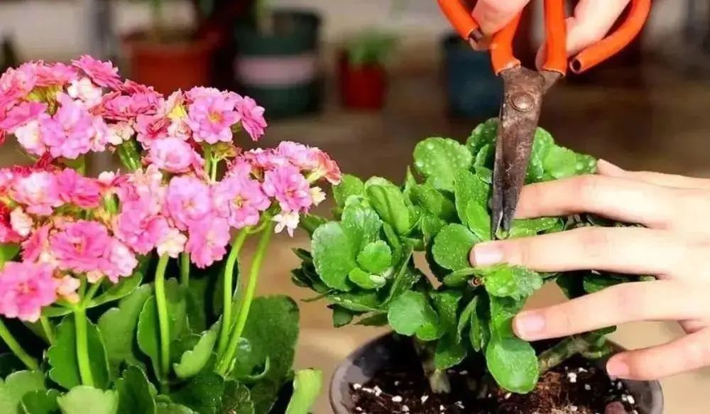 There are 5 things you can't do to grow longevity flowers, be careful ...