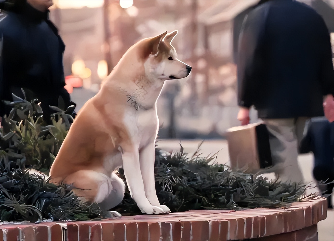 How does the plot and structure of the movie Hachiko shape the film's themes? - iNEWS