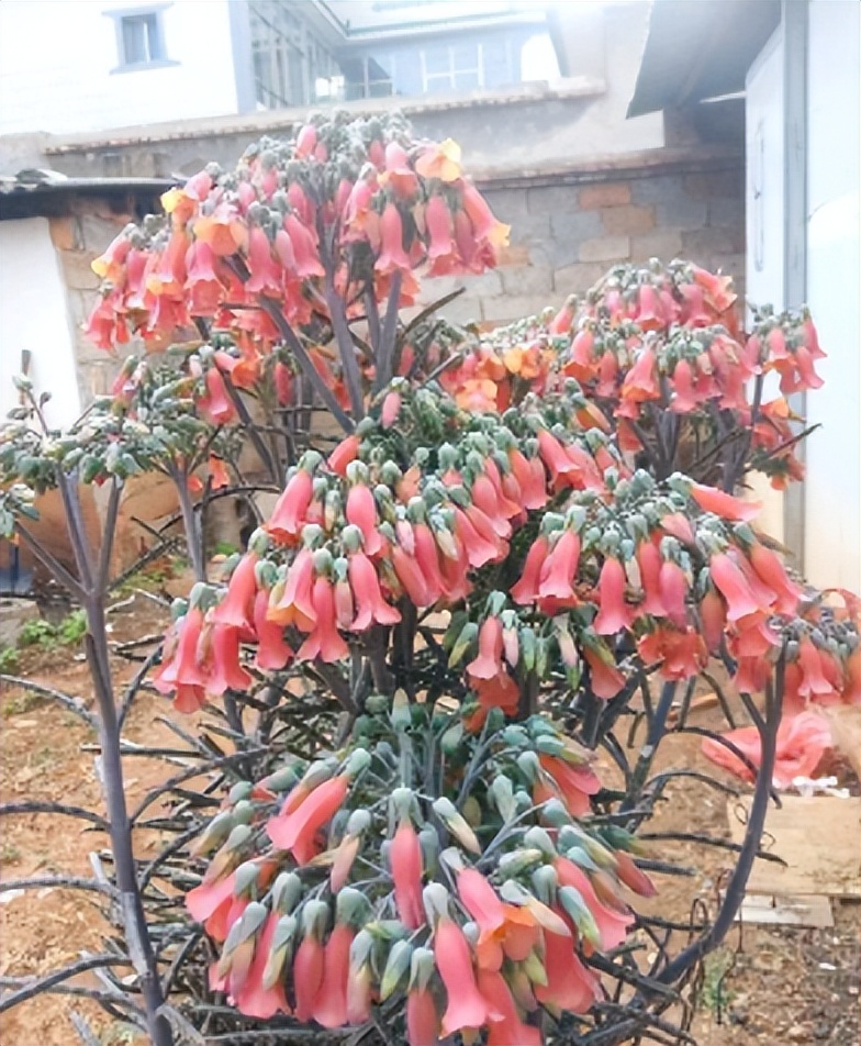 5 kinds of "rogue flowers", one plant will flood, the flowers are ...