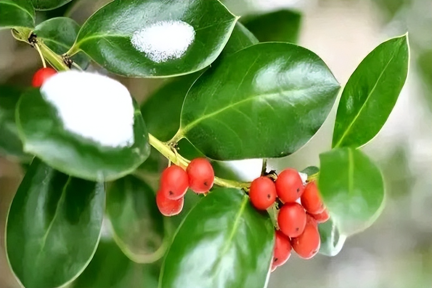 Eight holly flower poems, with luxuriant flowers and leaves, evergreen ...