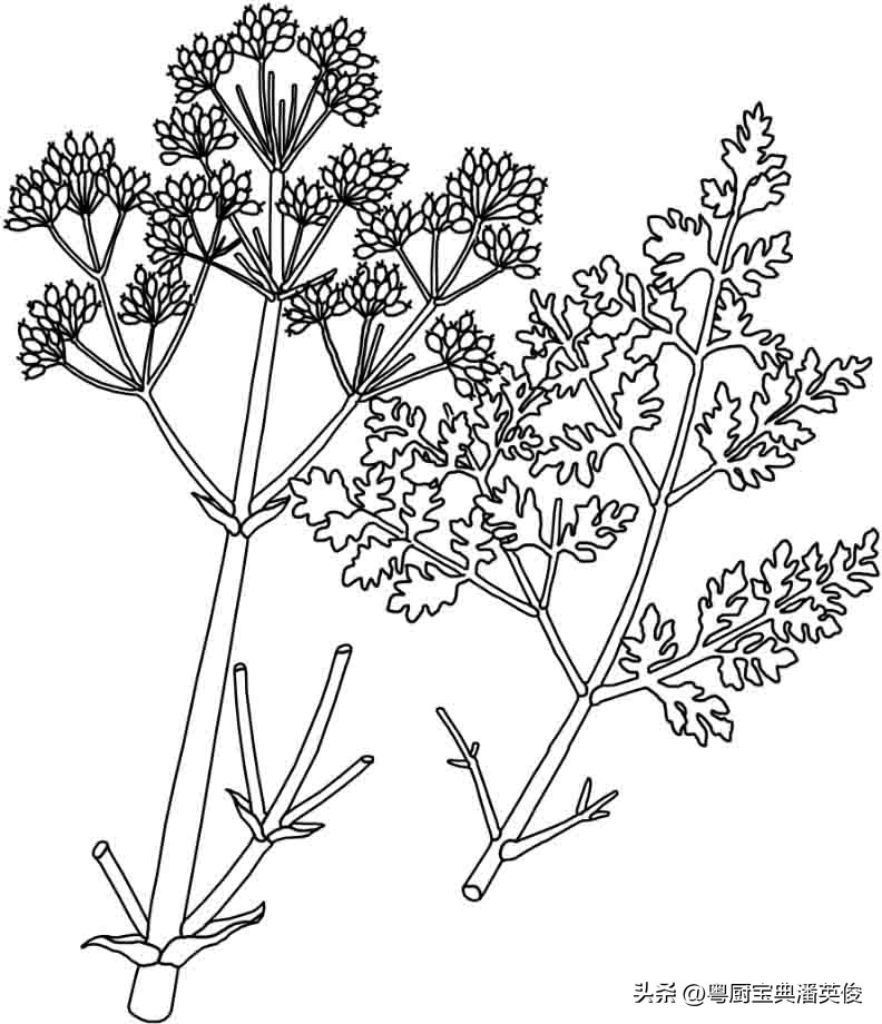 Spice Knowledge: Garlic-flavored Gum - Ferulicum - iMedia