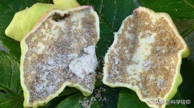 Got savory fruit?The fruit of galla tree is, but don't miss eating ...