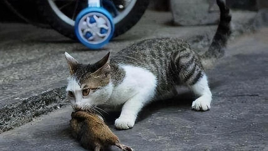 What is a natural enemy?What are the relationships between natural ...