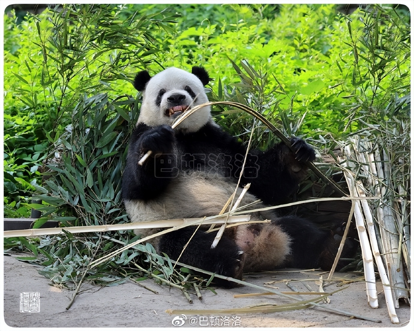 Have you ever seen a panda breaking bamboo with its face? Come and see ...