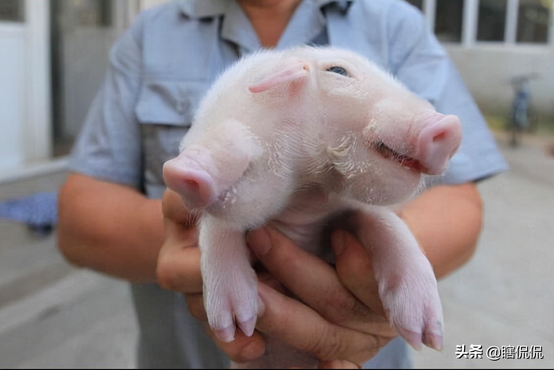 The strange two-headed creature on the earth, is it a mutation?After ...