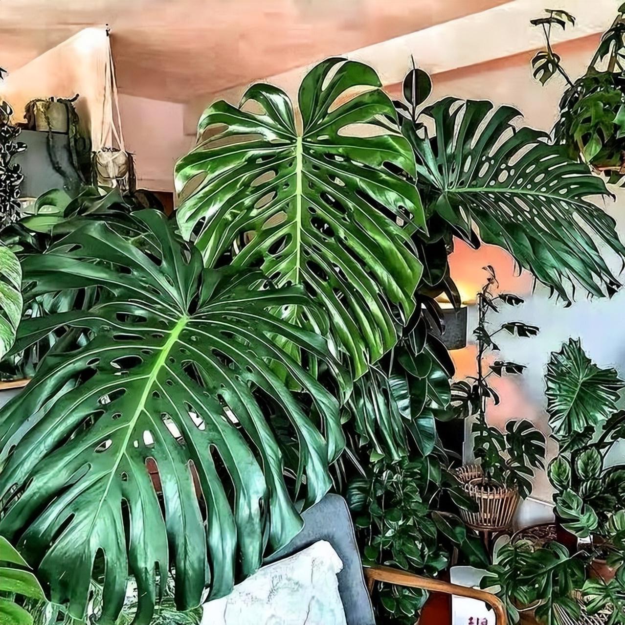 Found a family whose "monster back bamboo" jumped from the 1st floor to ...