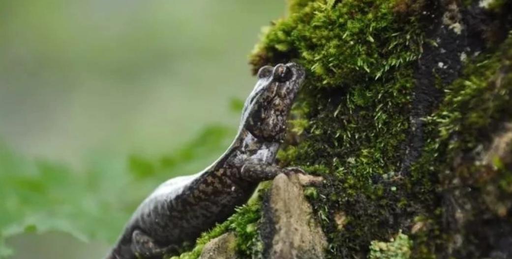Baokang discovered Wushan northern salamander for the first time, one ...