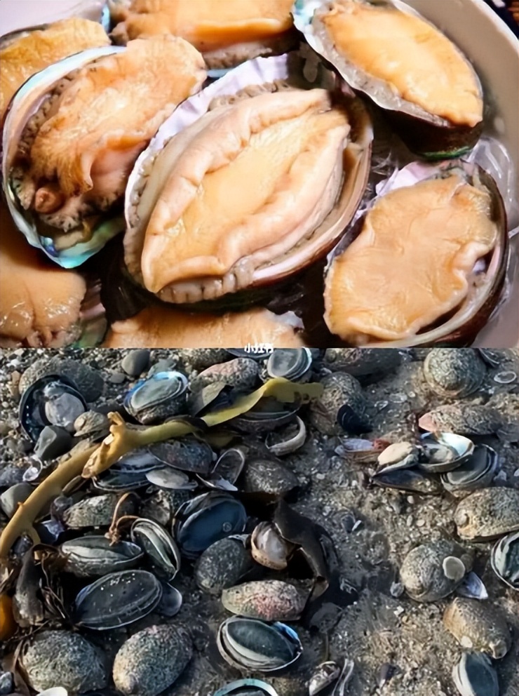 Chinese experience! Thousands of top-quality abalone washed up on the ...