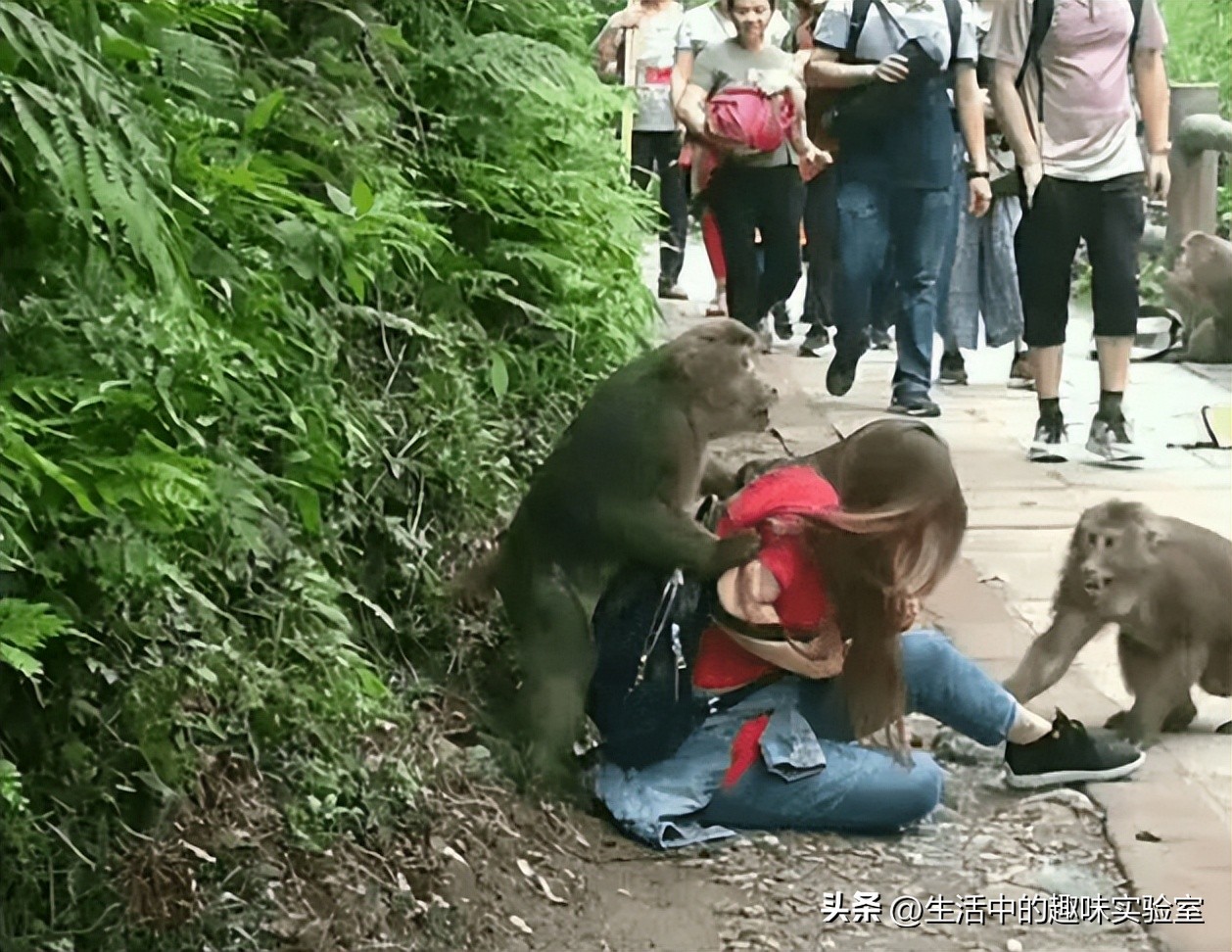 Why do monkeys in scenic spots always like to attack people?Does it feel that humans are easy to ...
