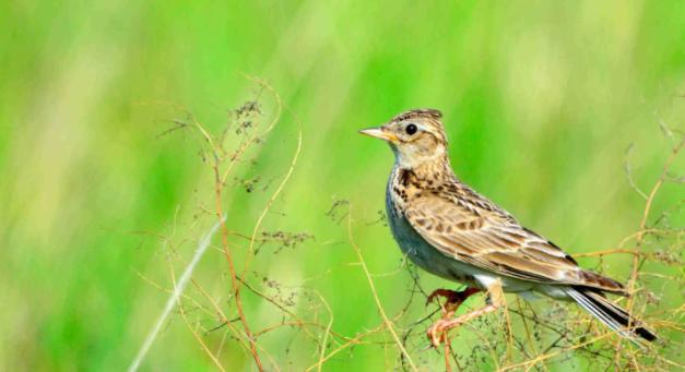 Bailing and Indigo Chin are among the four most famous birds in China ...