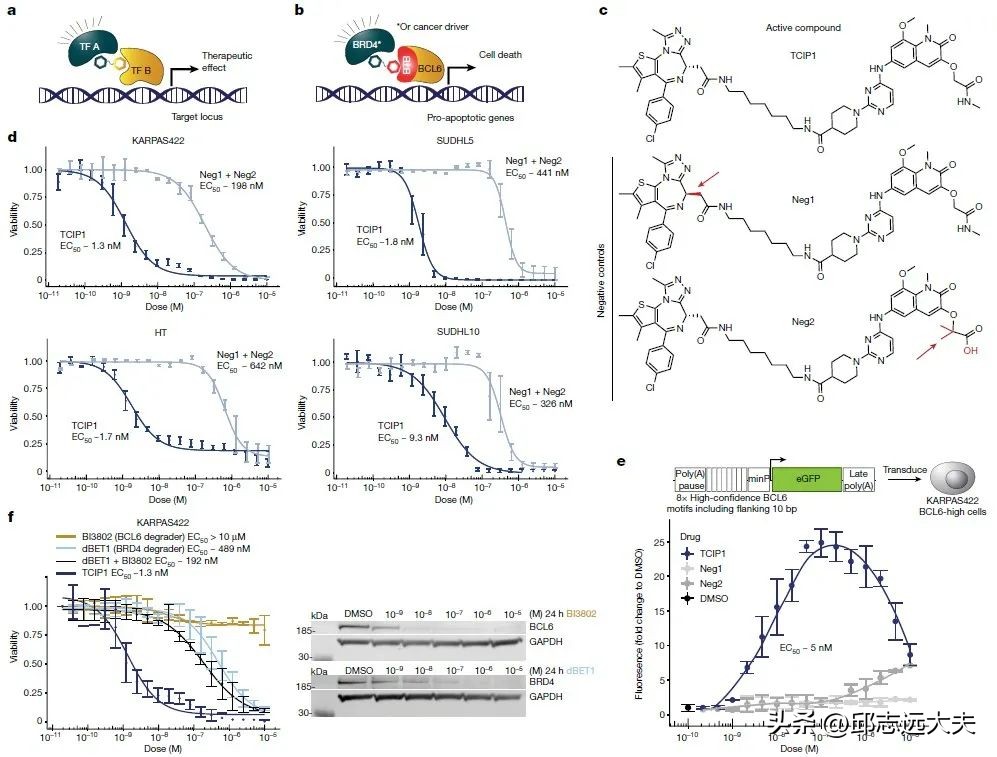 Break the "immortal body" of cancer cells! - iNEWS