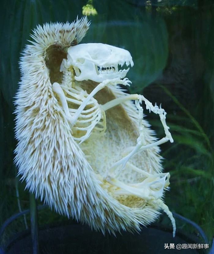 44 strange and interesting photos, after reading, interesting knowledge ...