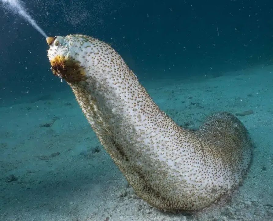 The magical escape technique of sea cucumber: Do you dare to eat what ...
