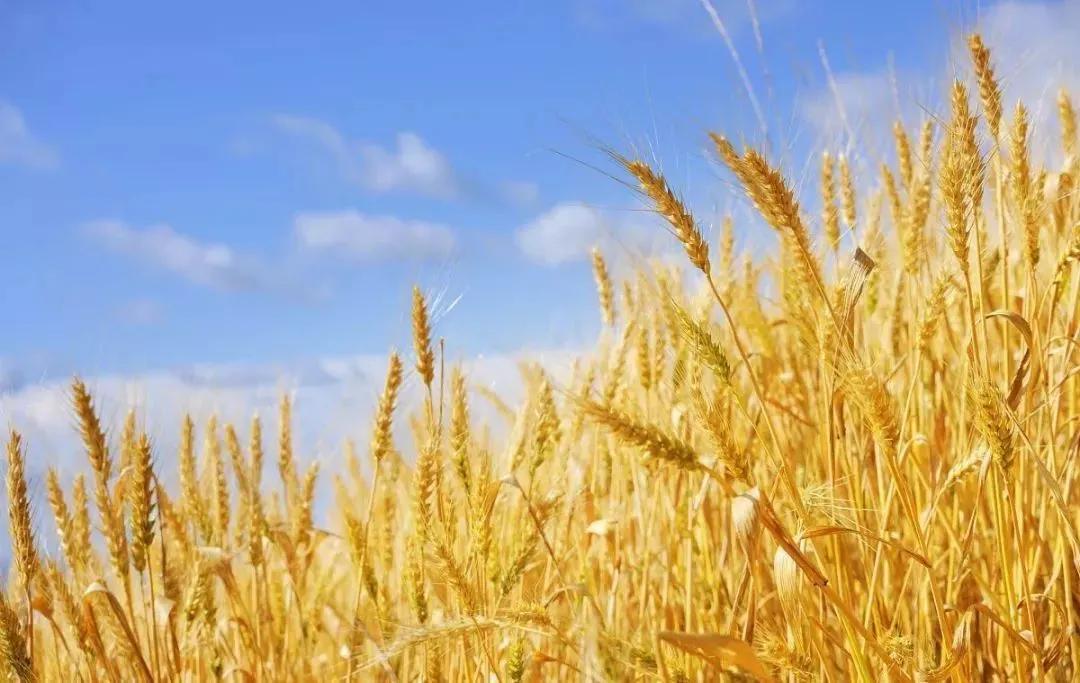 Without "qu", wine cannot be made. Daqu, Xiaoqu, and Branqu are brewed ...