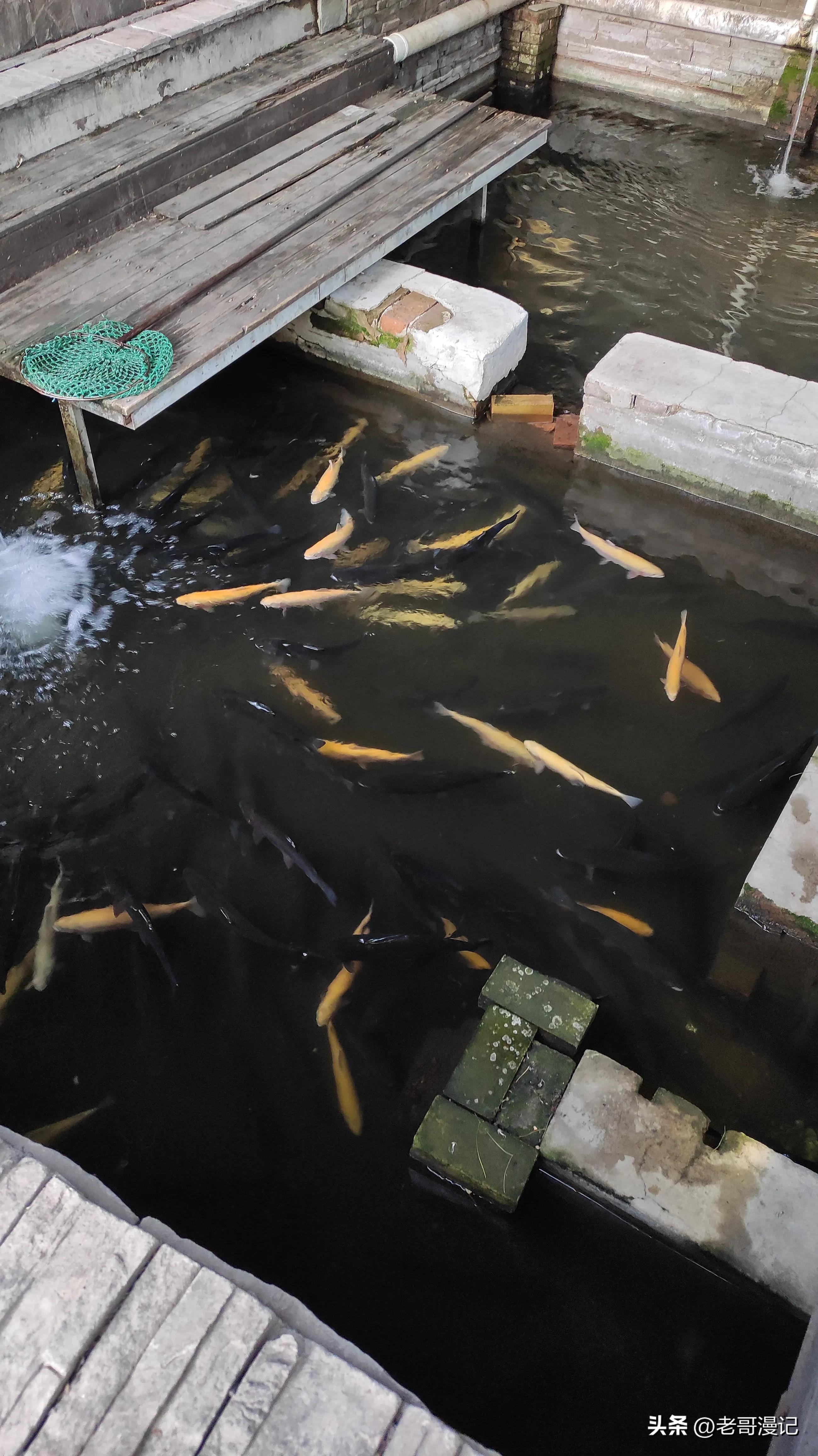 Tai Lianting Grilled Pork Chops, Grilled Rainbow Trout - iMedia