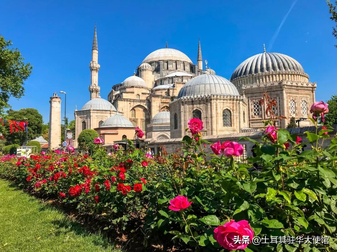Roses: Inspiration for Ottoman Literature - iNEWS