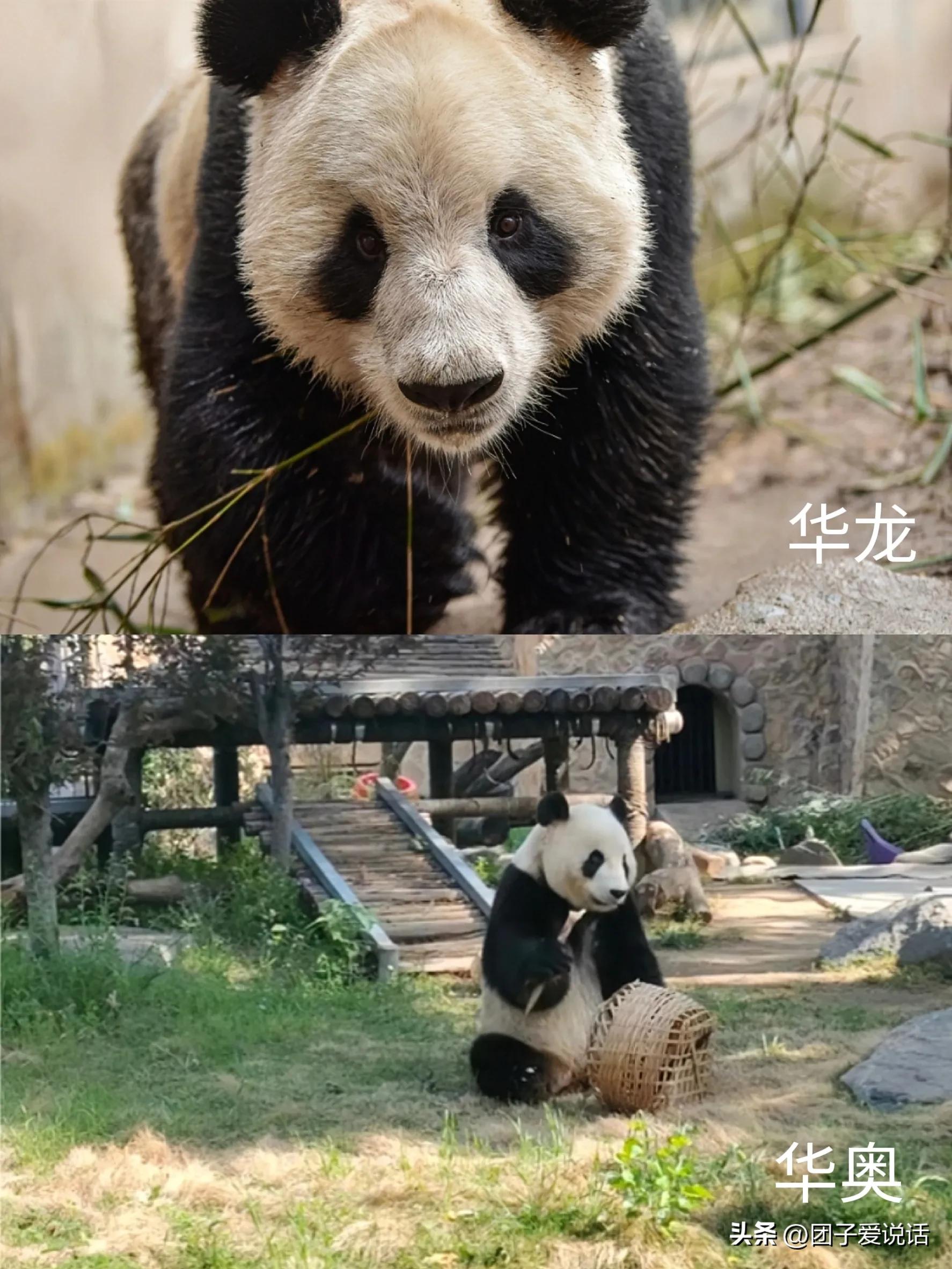 Huge "Lulu" family, he deserves to be treated kindly - iMedia