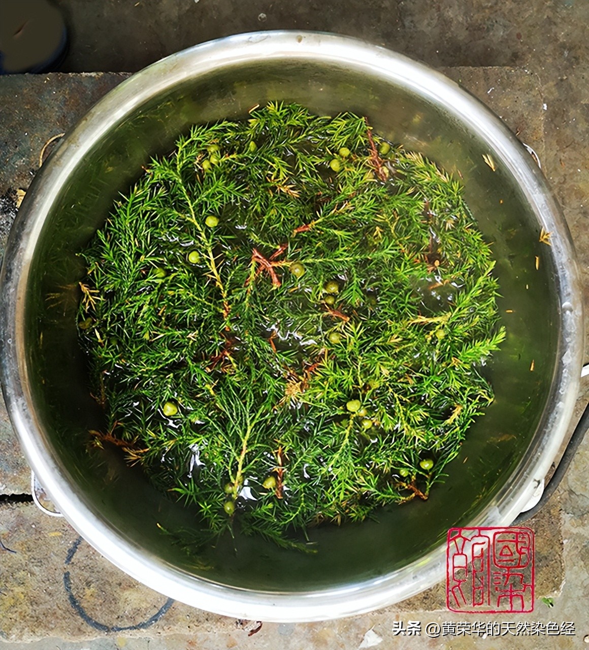 Vegetable dyed dry goods | Vegetable dyes - cypress - iNEWS