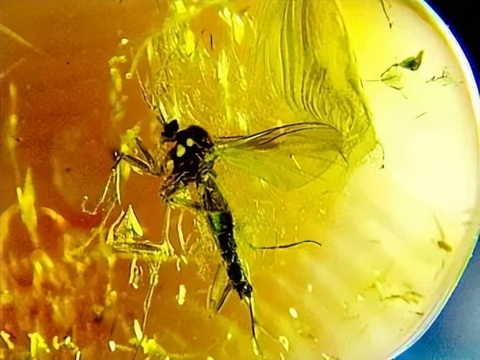 What are the inclusions in amber? Animal inclusions, gas-liquid, swirls ...