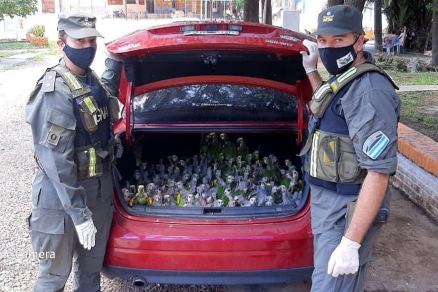 San Diego parrot smuggling case: 216 banned parrots found in car trunk ...