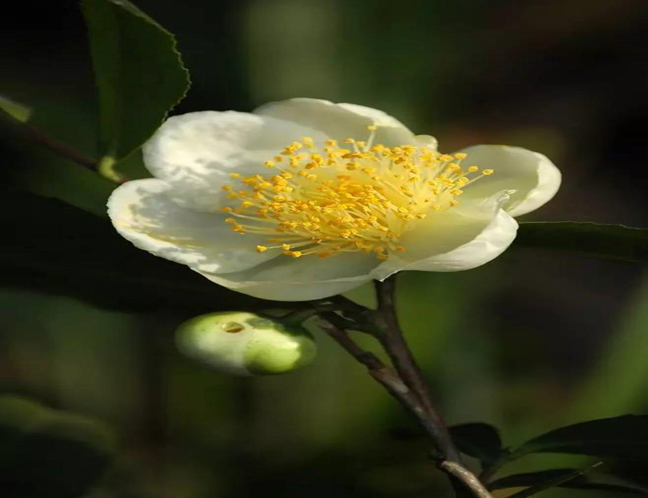 Tea tree, Camellia tree, Camellia oleifera, 3 kinds of plants with the ...