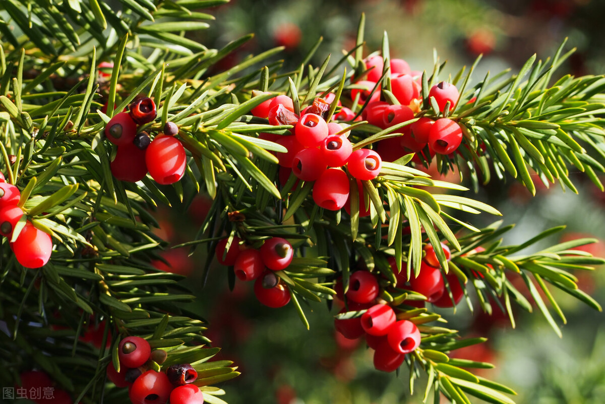 Known as the "tree of death" dedicated to the god of death - yew - iNEWS