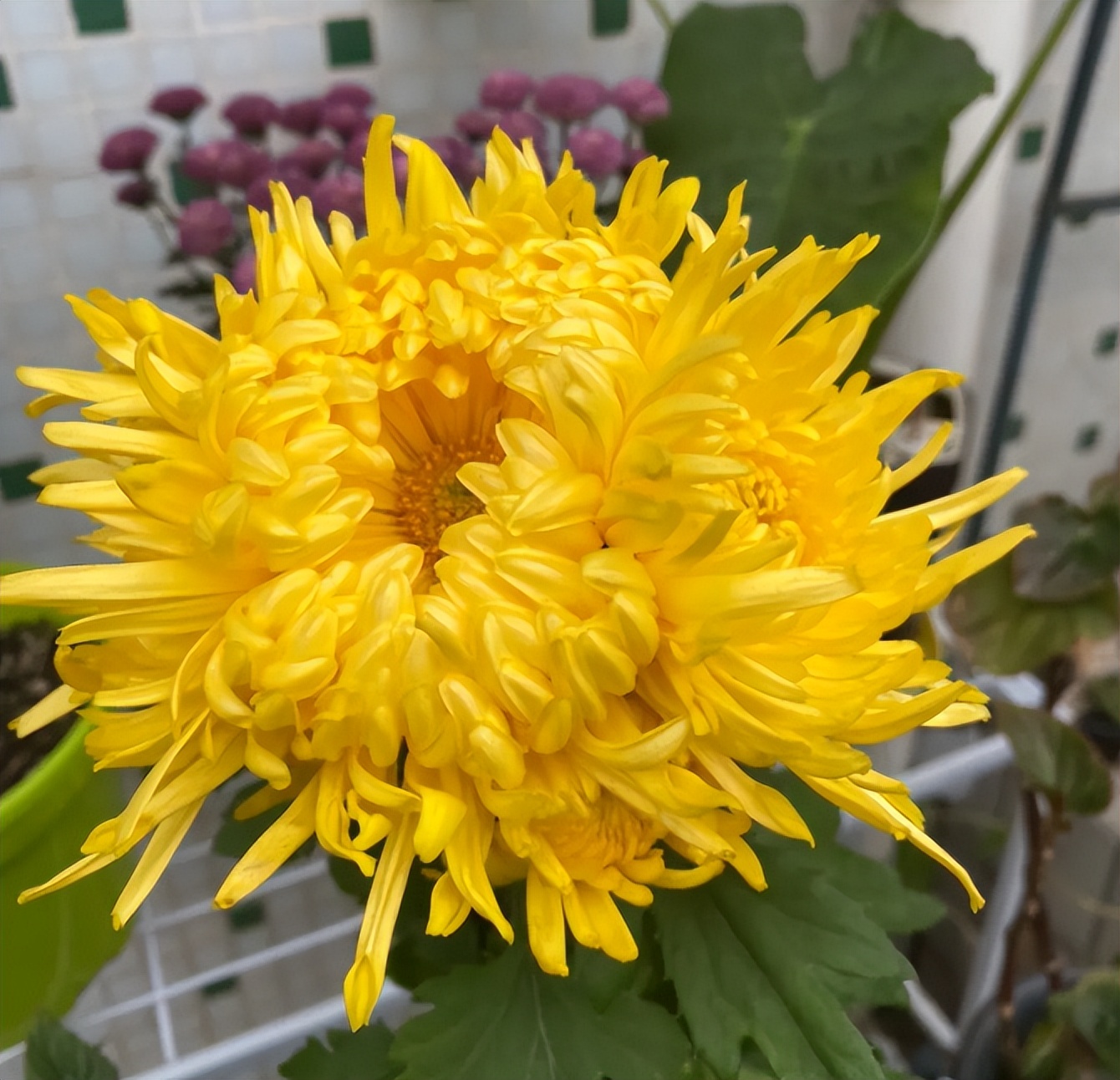 5 kinds of "exquisite flowers", golden flowers bloom every year, put ...