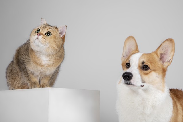 From the perspective of biological evolution, why are cats more ...