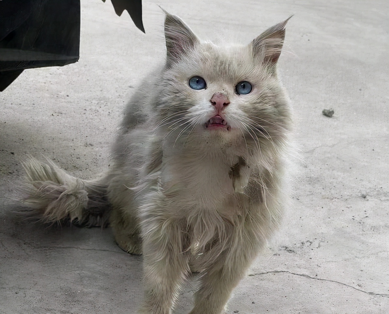 The Linqing lion cat is as good as a puppet. Why are few people raising ...