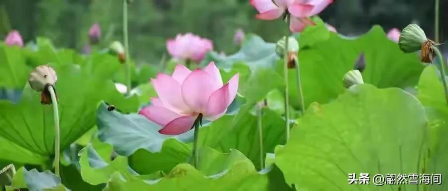 In the poems, these 16 blessing sentences, if you can memorize them ...