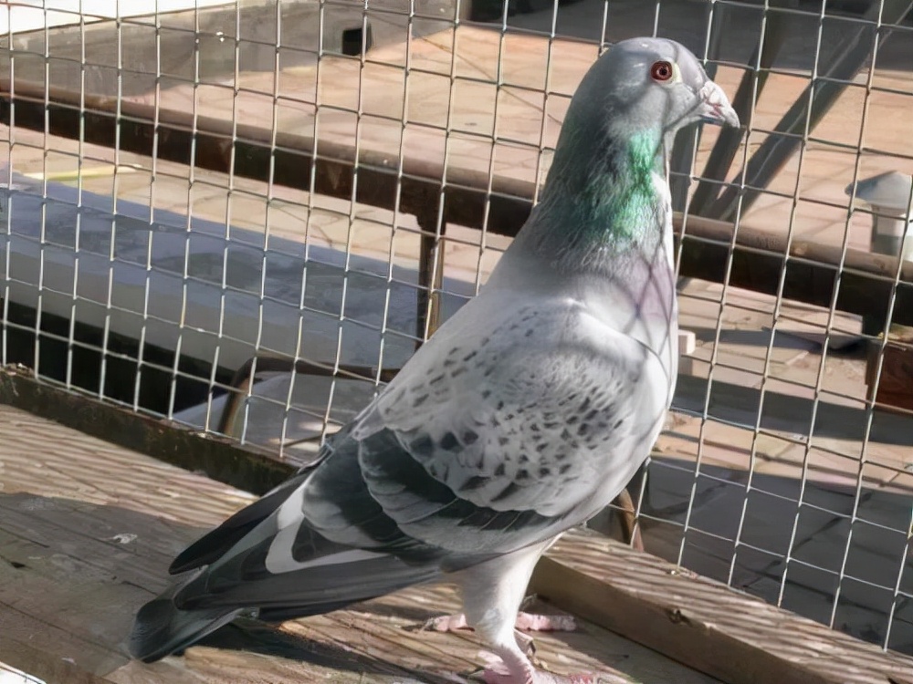 How to make the pigeon race faster? - iNEWS