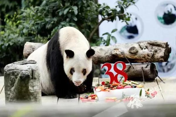 The infatuated giant panda "Xinxing" has been a widow for ten years ...