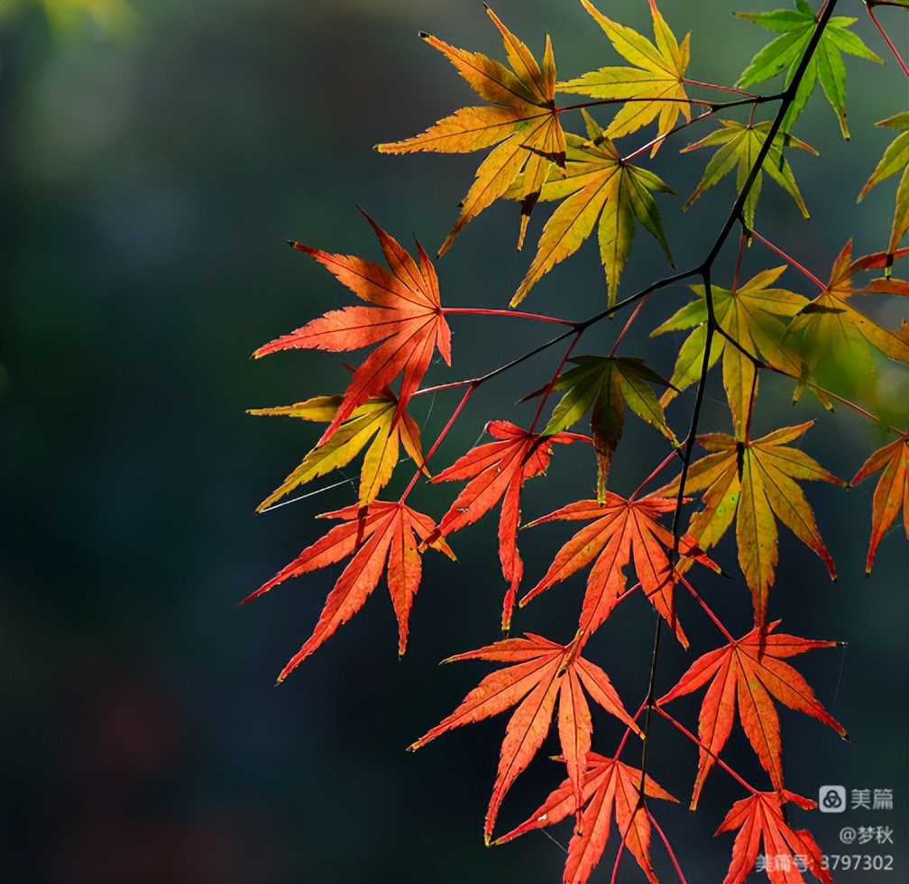"A Hundred Flowers Appreciation" Comments on Zhang Guoxian's "Ching ...