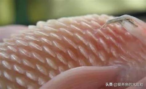 I cured koi fried scales (vertical scales, vertical scales) disease in ...