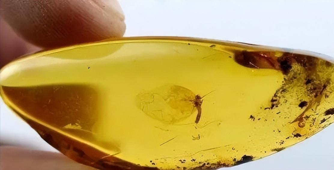 Hundreds of millions of years ago, the fossilized amber formed after ...