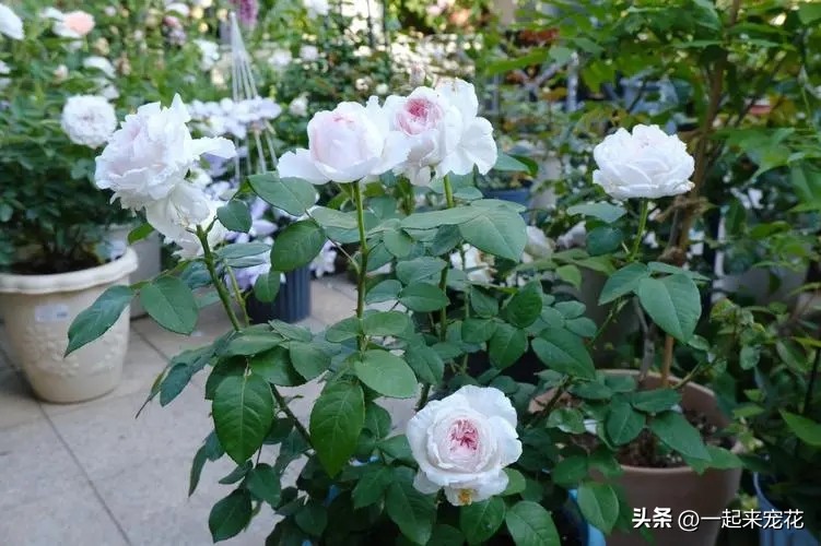 Share a small rose flower, the skin is easy to raise and love to bloom ...